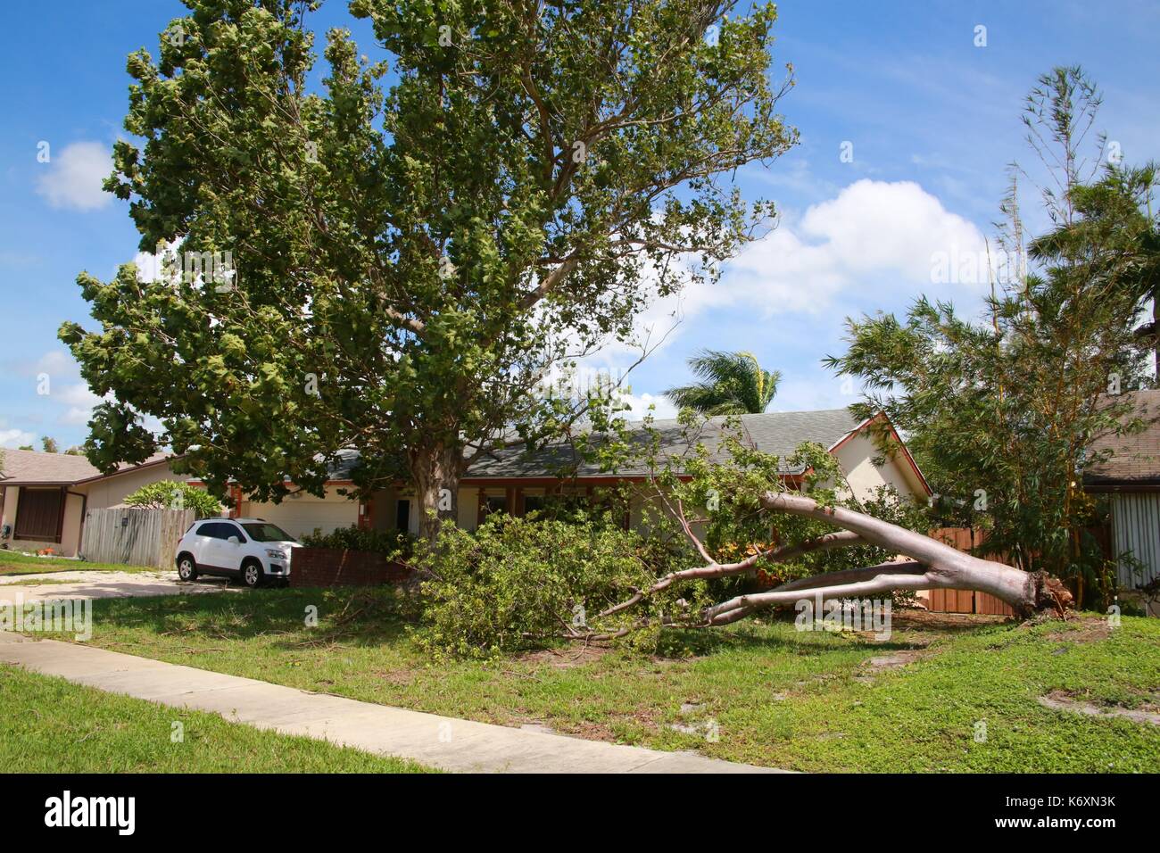Trees Collapsed from Hurricane Irma Stock Photo - Alamy