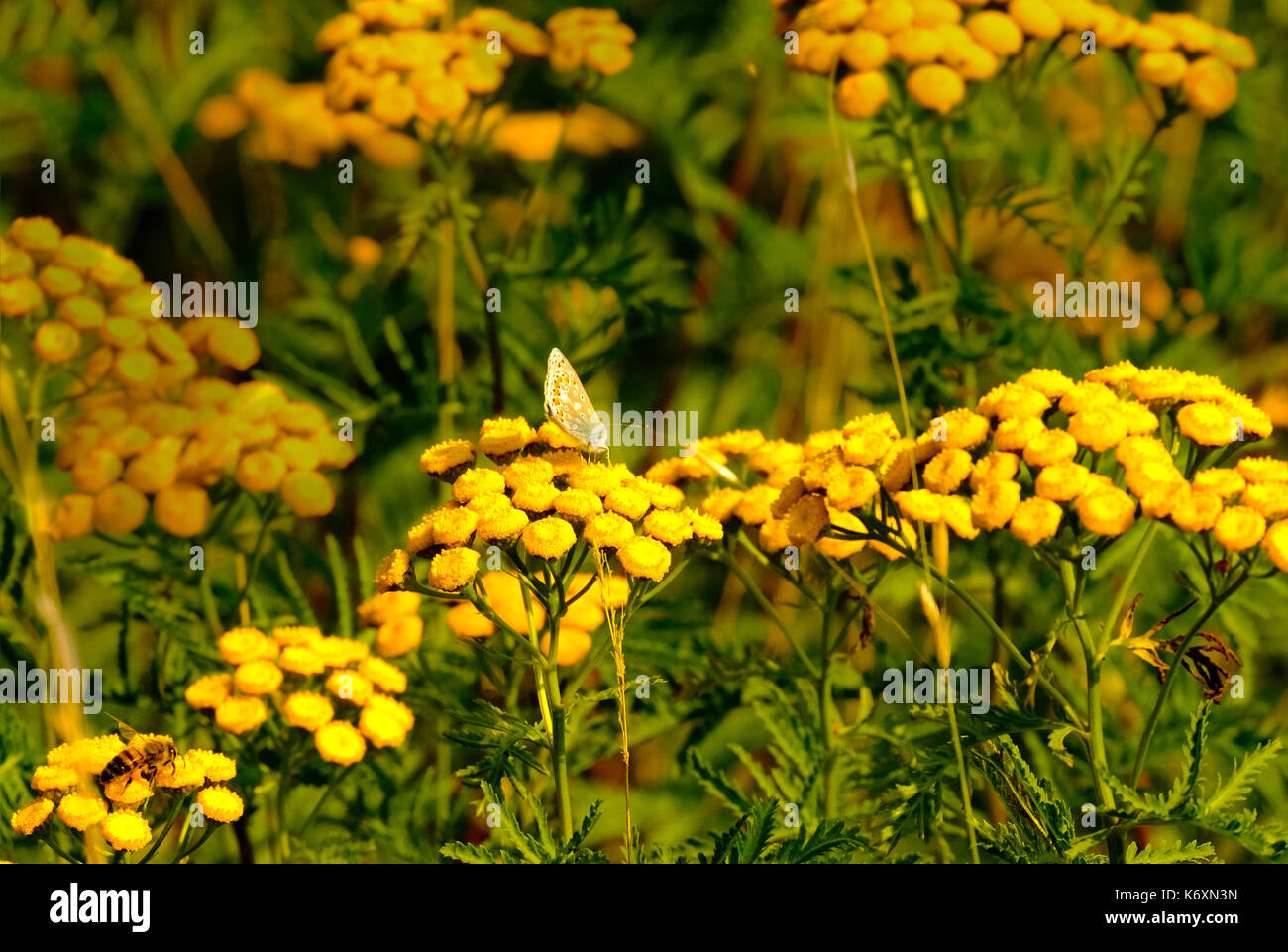 common blue butterfly Stock Photo - Alamy
