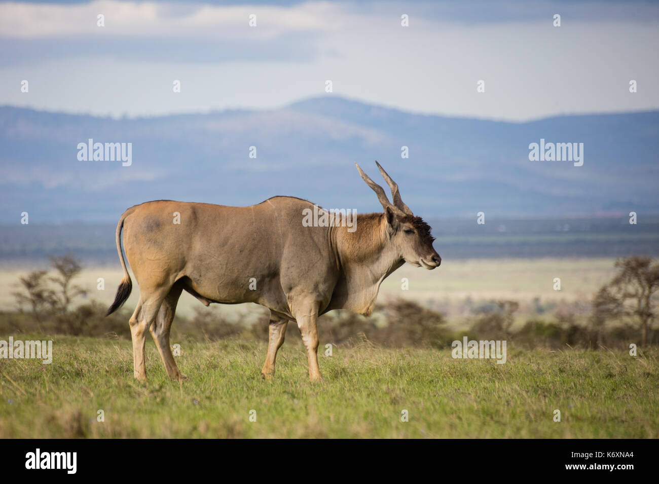 A eland (Taurotragus oryx) bull walking across a savannah ridge with ...