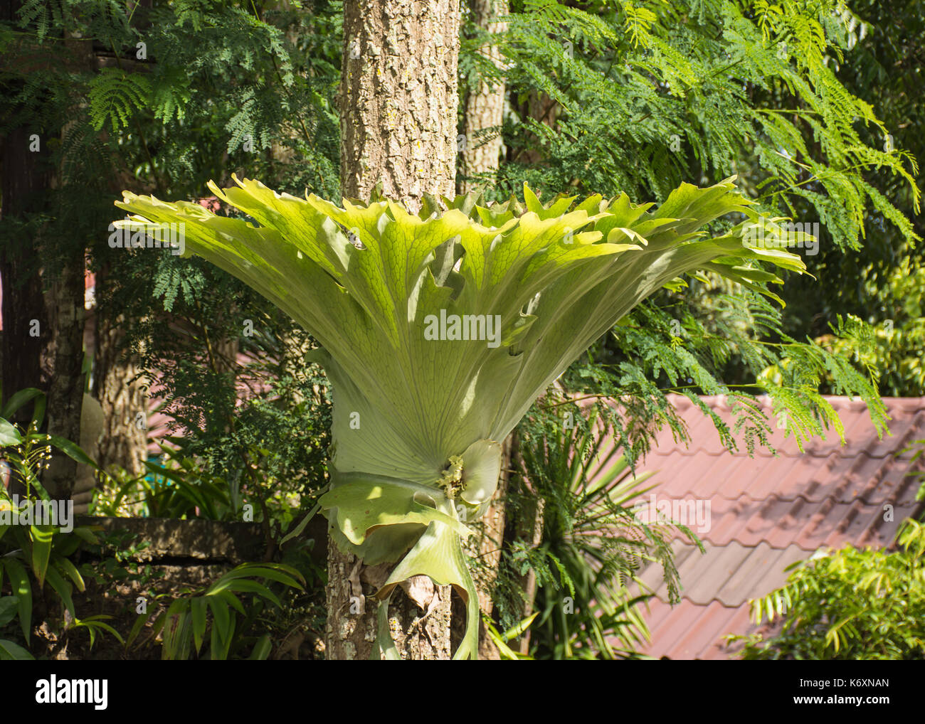 Aristolochia indica plant hi-res stock photography and images - Alamy