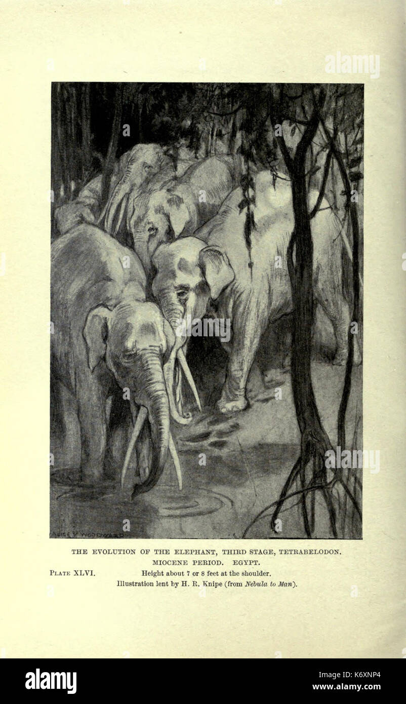 Extinct monsters and creatures of other days BHL18850642 Stock Photo ...