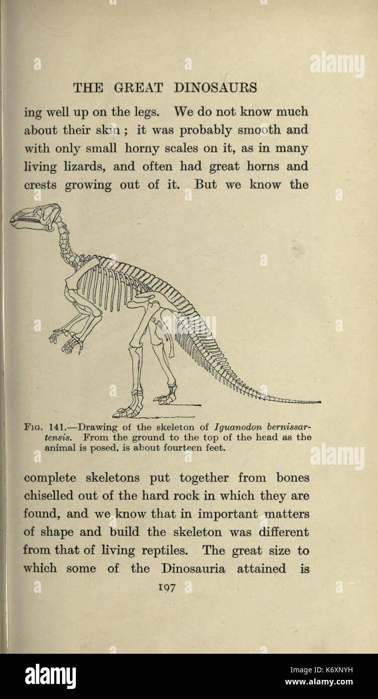 Faunahistory hi-res stock photography and images - Alamy