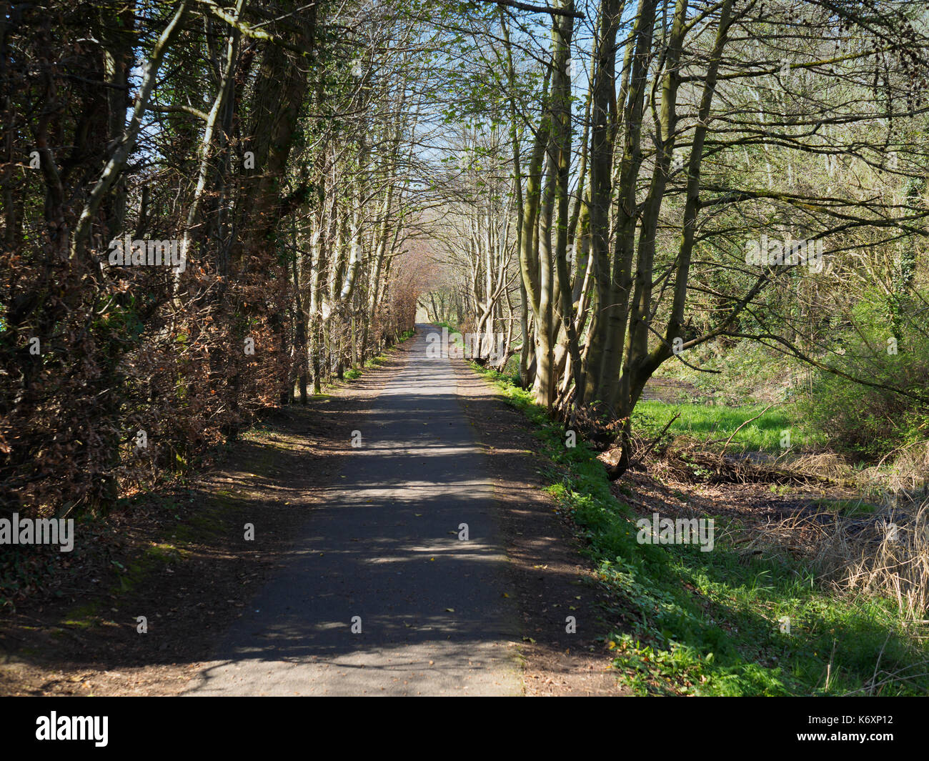Spring country road in Northern Ireland Stock Photo - Alamy