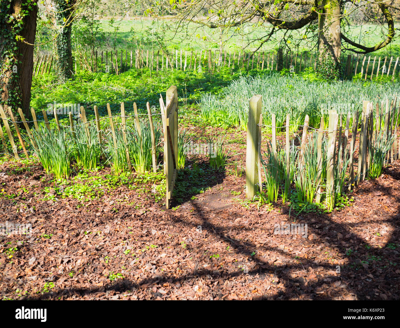 Spring country road in Northern Ireland Stock Photo - Alamy