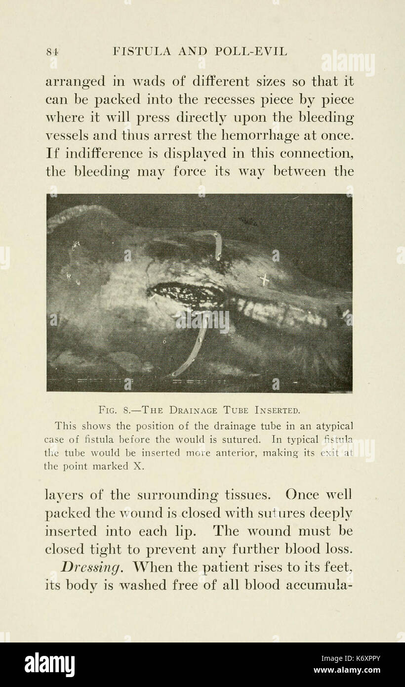 Fistula of the withers and poll evil (Page 84) BHL20357708 Stock Photo ...