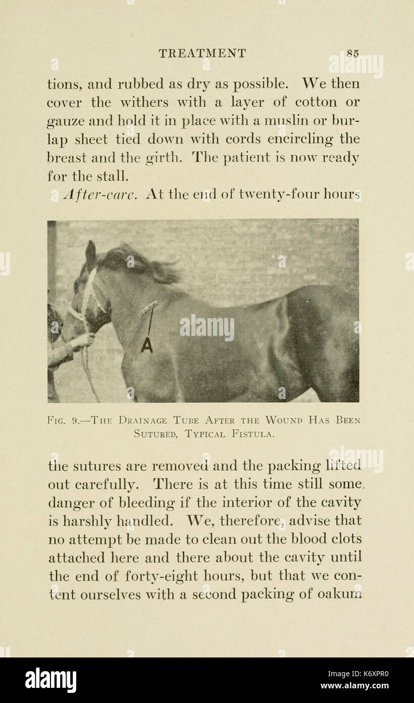 Fistula of the withers and poll evil (Page 85) BHL20357709 Stock Photo ...