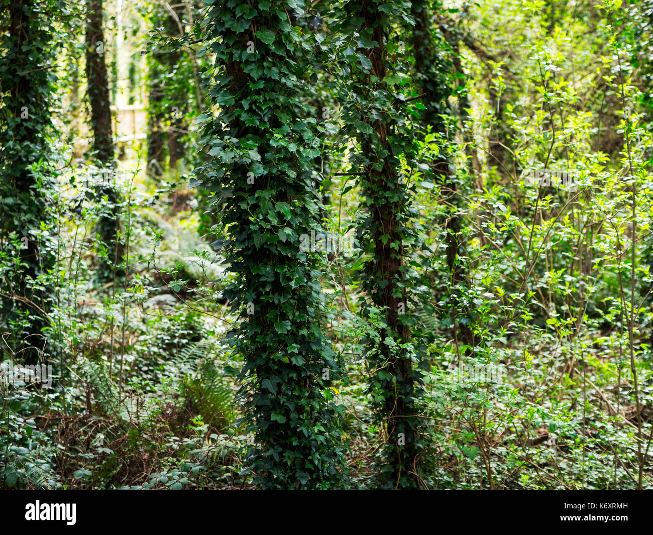 Spring forest in Northern Ireland Stock Photo - Alamy