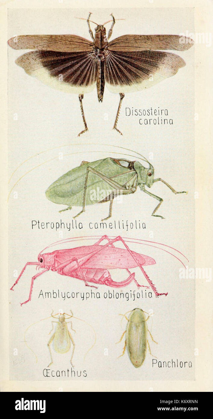 Book cover insects hi-res stock photography and images - Alamy