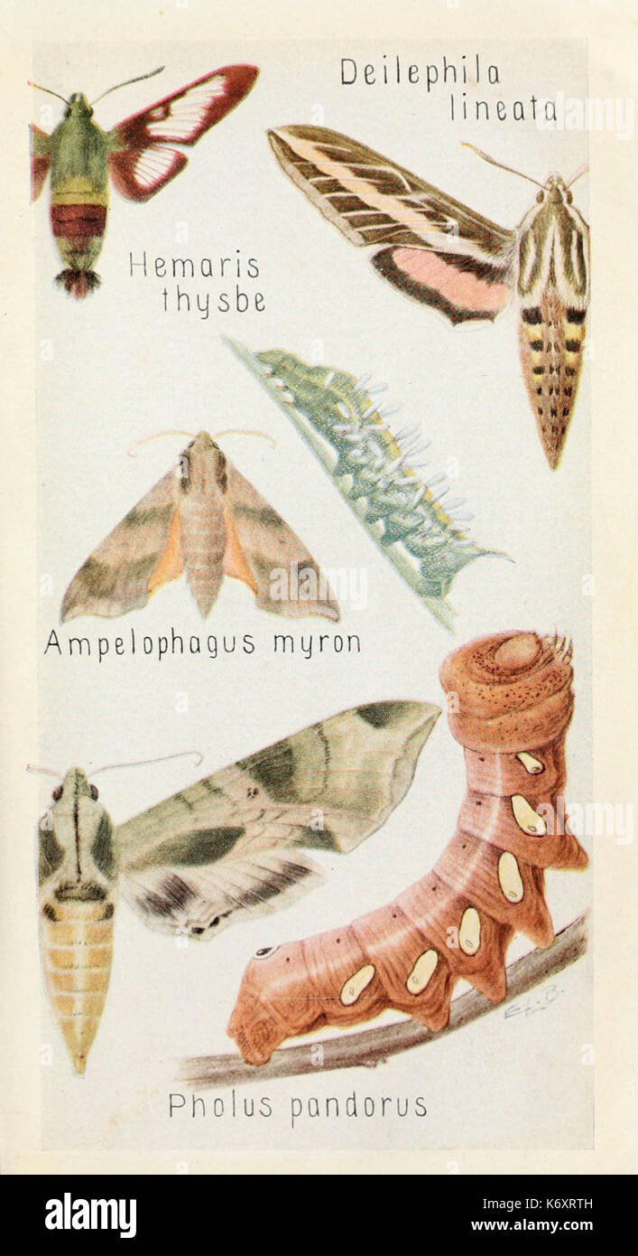 Entomology field guide hi-res stock photography and images - Alamy