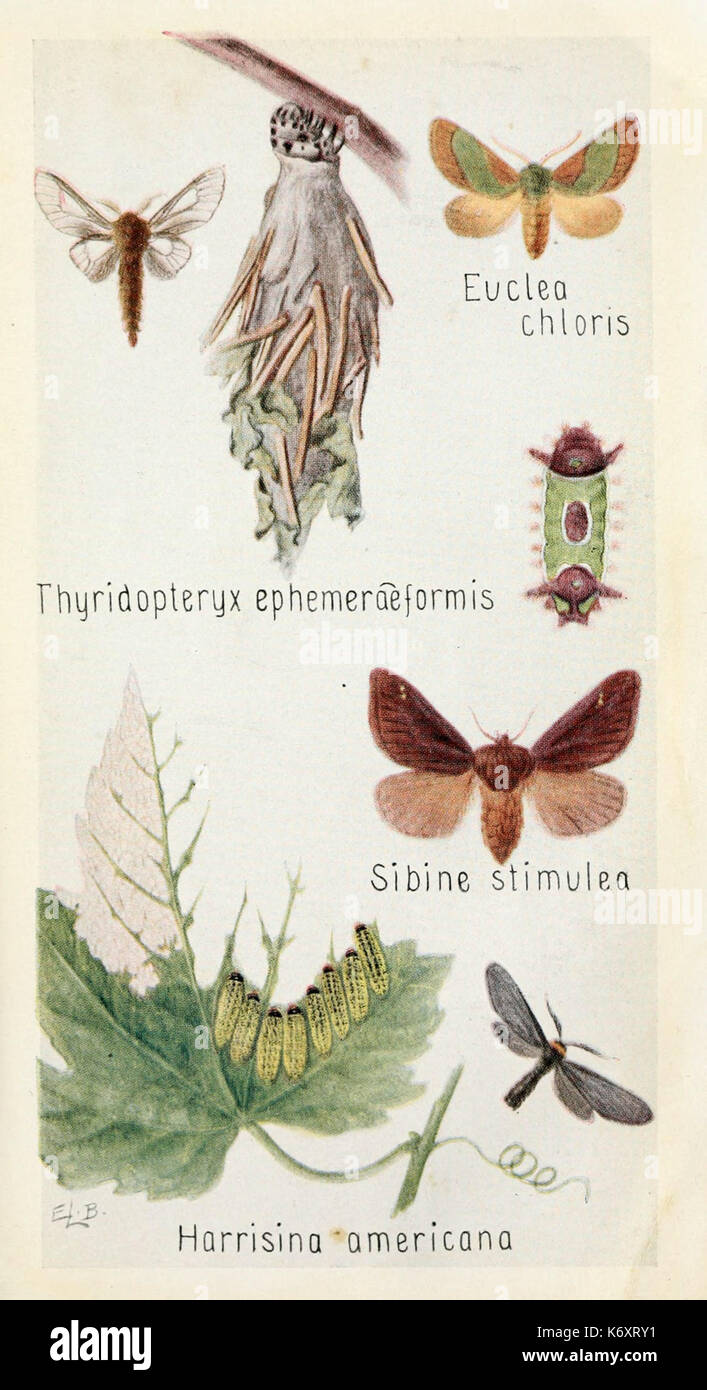 Book cover insects hi-res stock photography and images - Alamy