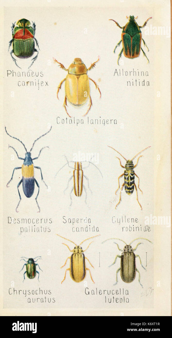 Book cover insects hi-res stock photography and images - Alamy