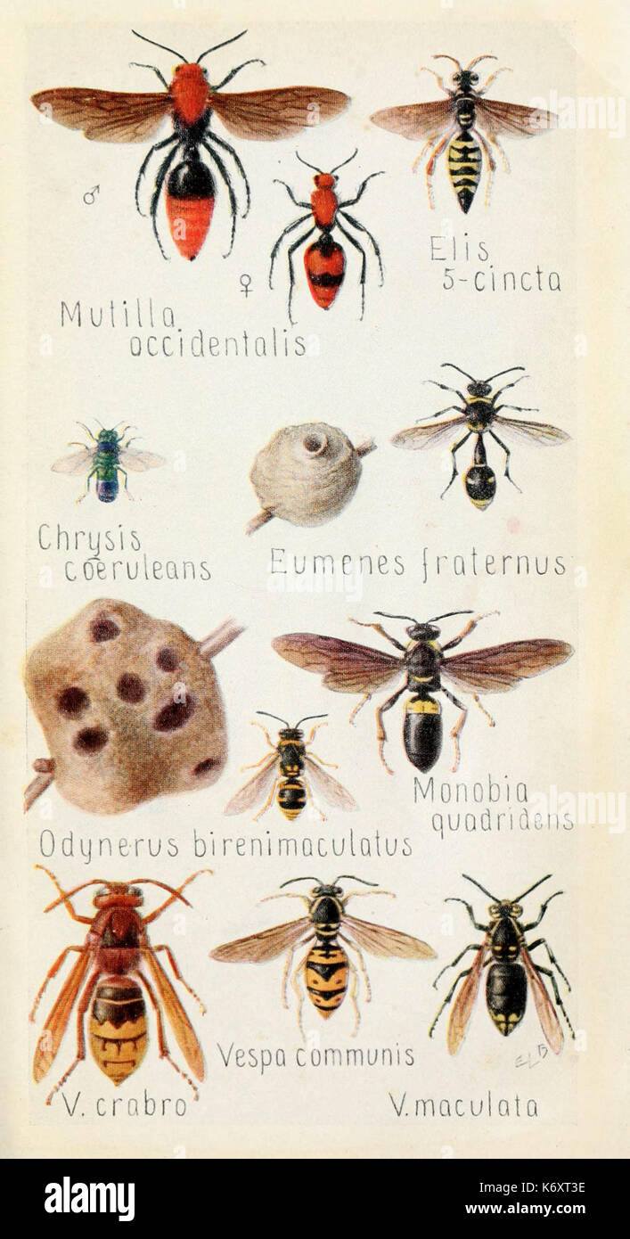 Entomology field guide hi-res stock photography and images - Alamy