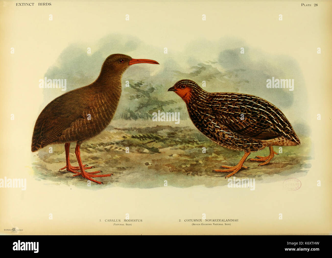 Extinct species documentation hi-res stock photography and images - Alamy