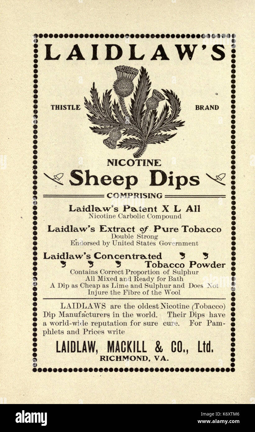 Fitting sheep for show ring and market BHL18385438 Stock Photo - Alamy