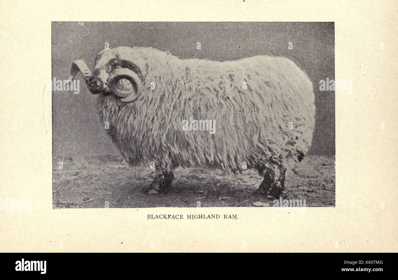 Fitting sheep for show ring and market (Page 93) BHL18385273 Stock ...