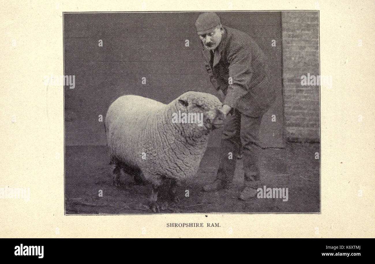 Fitting sheep for show ring and market (Page 111) BHL18385291 Stock ...