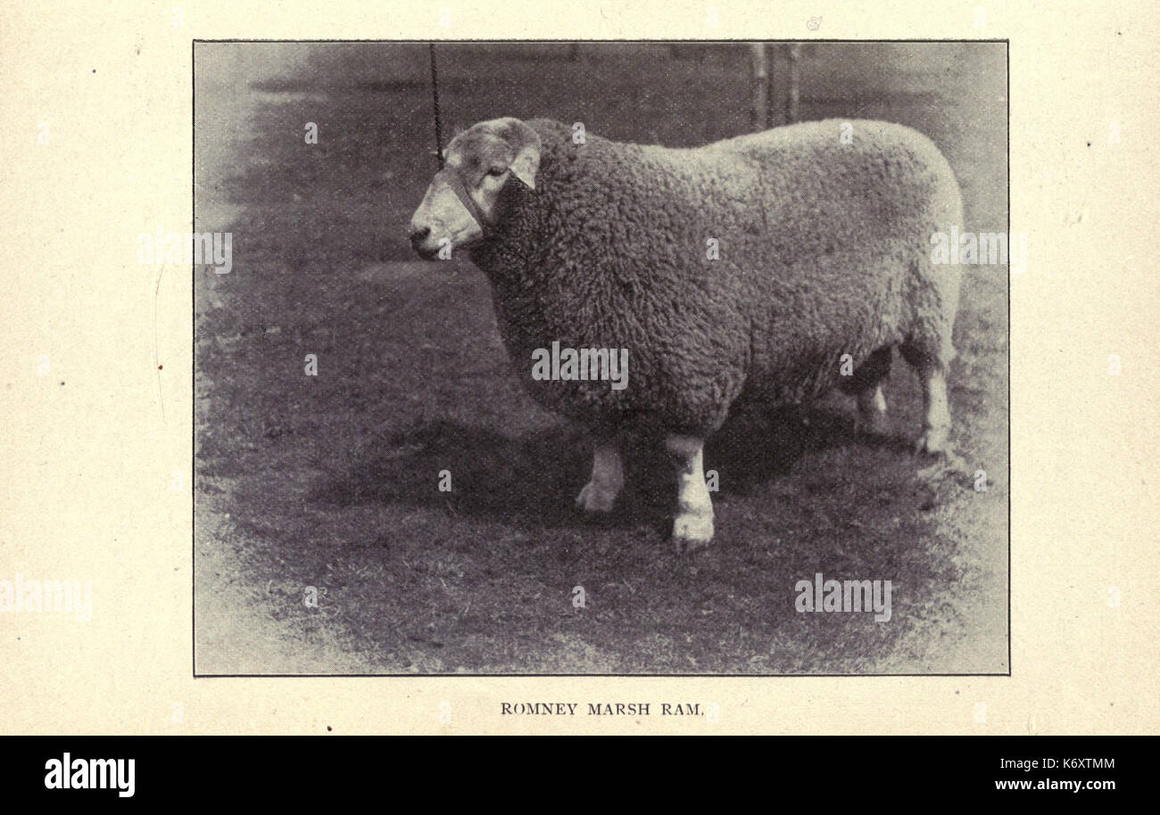 Fitting sheep hi-res stock photography and images - Alamy