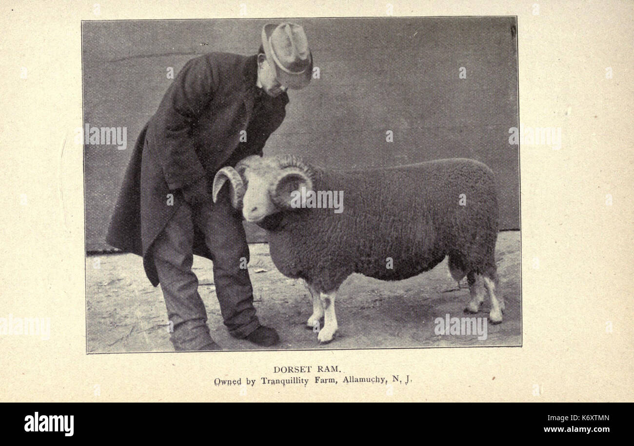 Fitting sheep hi-res stock photography and images - Alamy