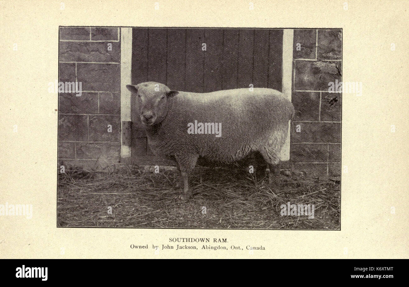 Fitting sheep hi-res stock photography and images - Alamy