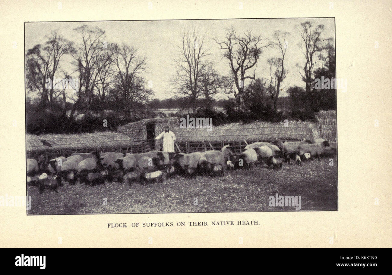 Fitting sheep hi-res stock photography and images - Alamy