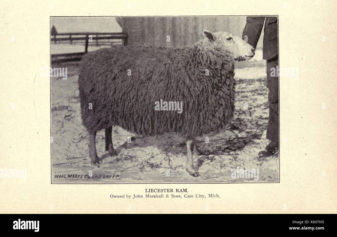 Fitting sheep hi-res stock photography and images - Alamy