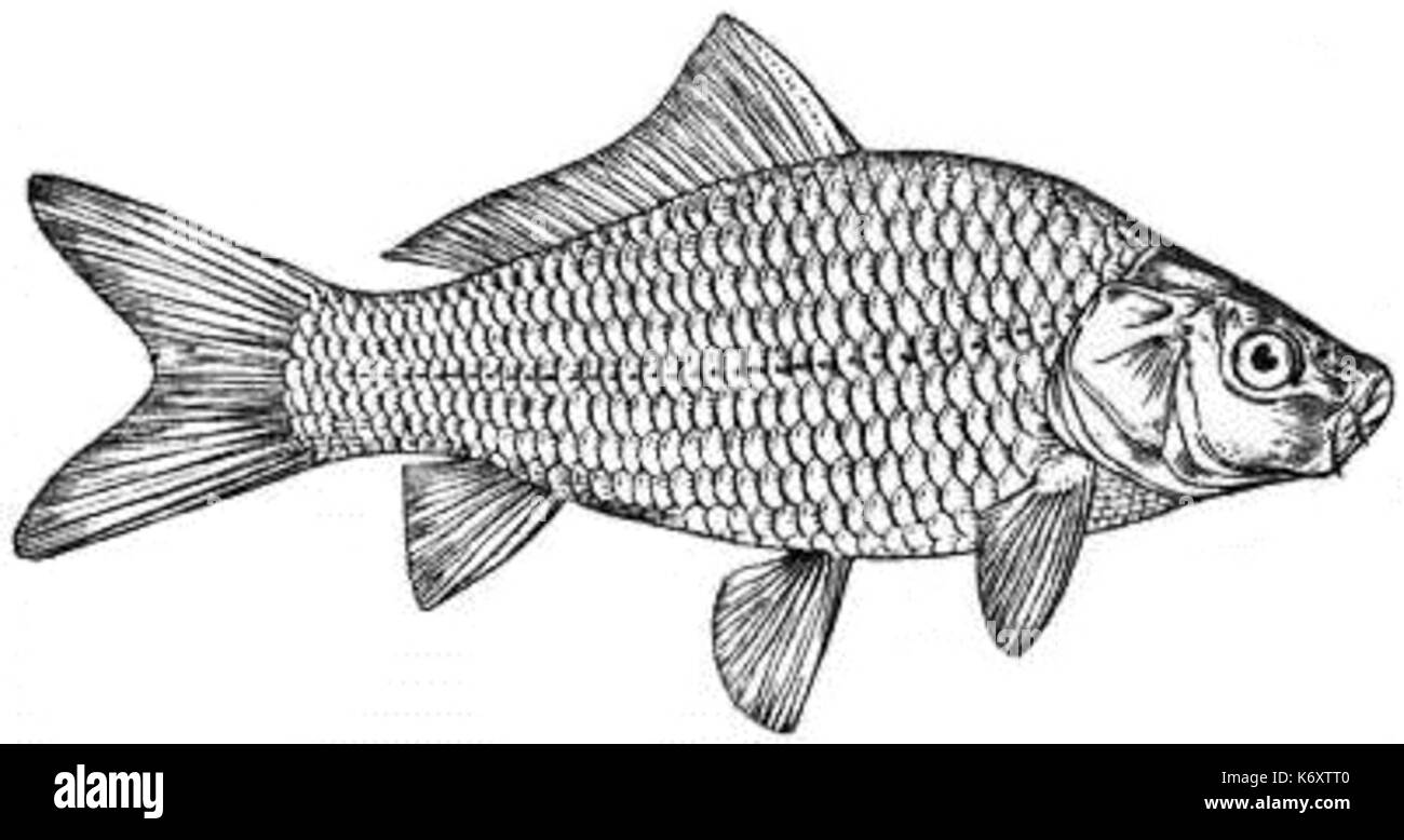 Common Carp Fish Diagram