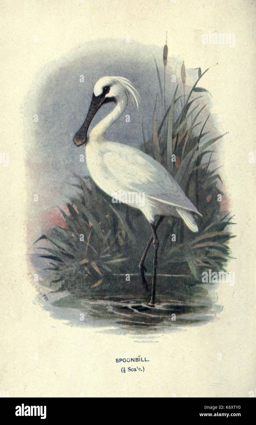 Familiar wild birds BHL18354738 Stock Photo - Alamy