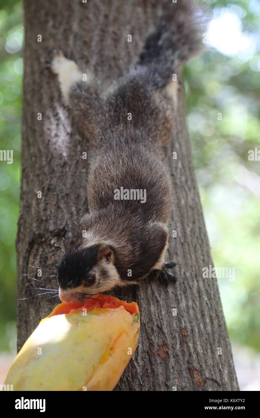 Large Asian Squirrel Stock Photo - Alamy