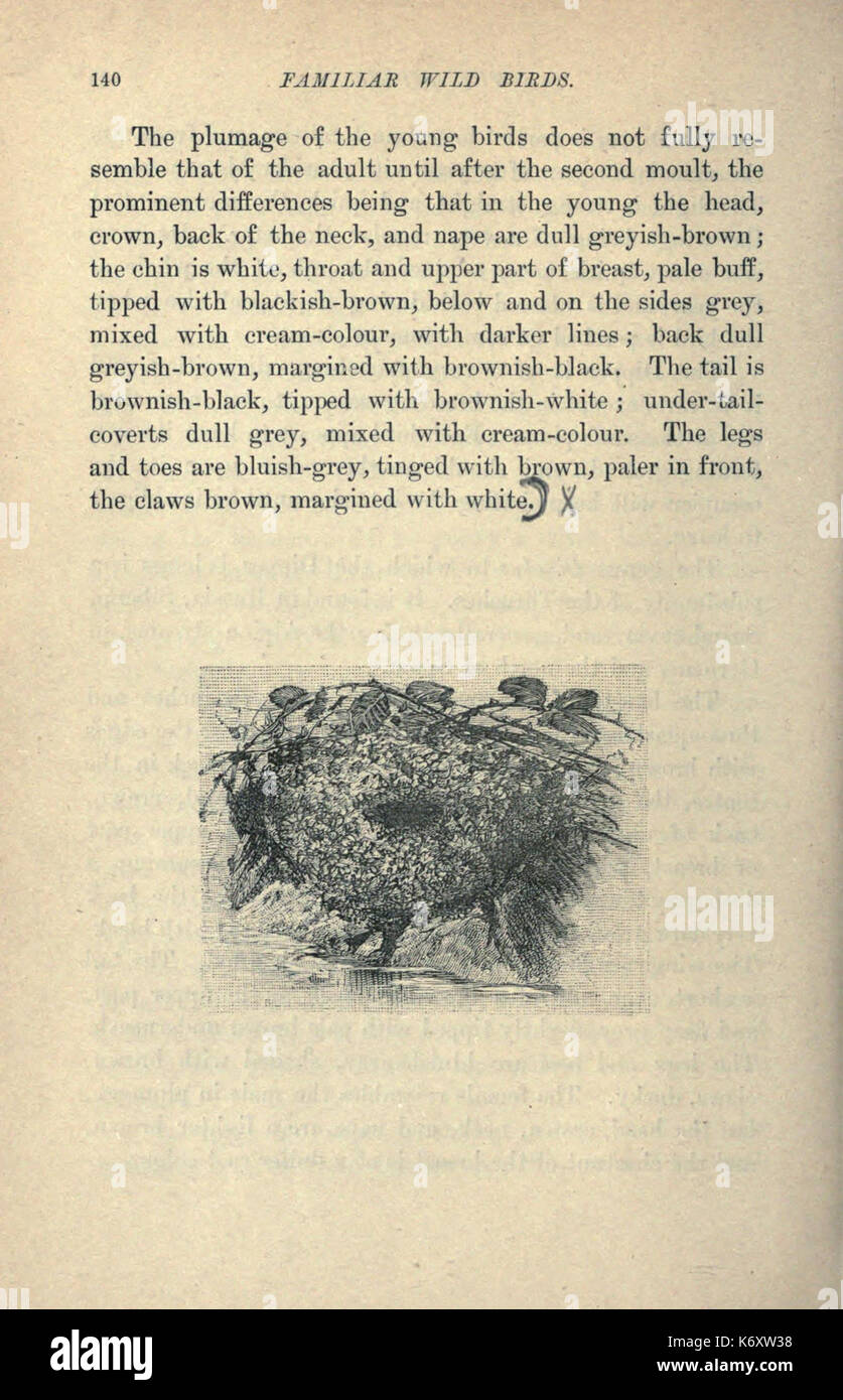 Familiar avian species hi-res stock photography and images - Alamy