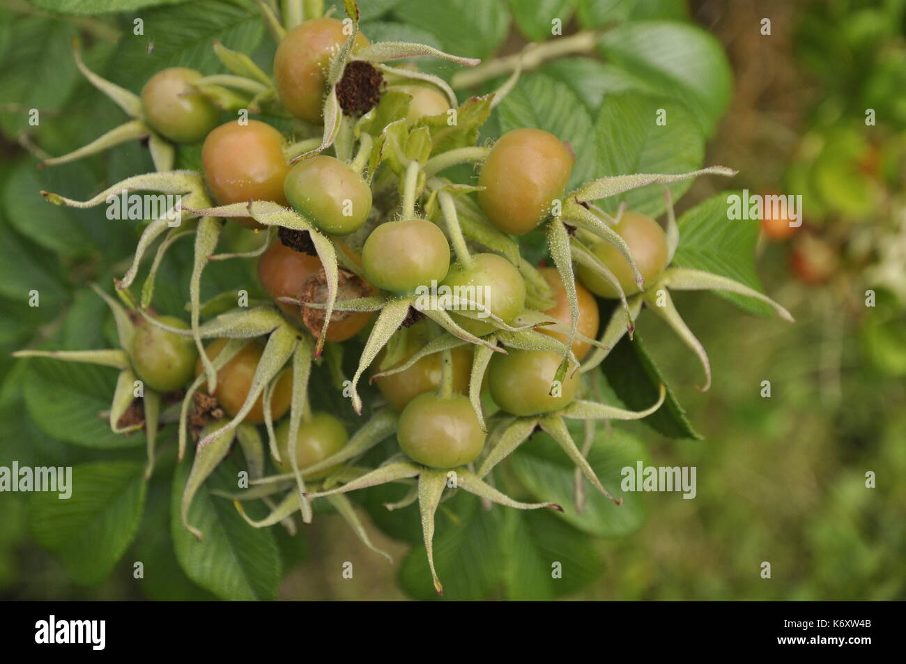 Ramanus rose hi-res stock photography and images - Alamy