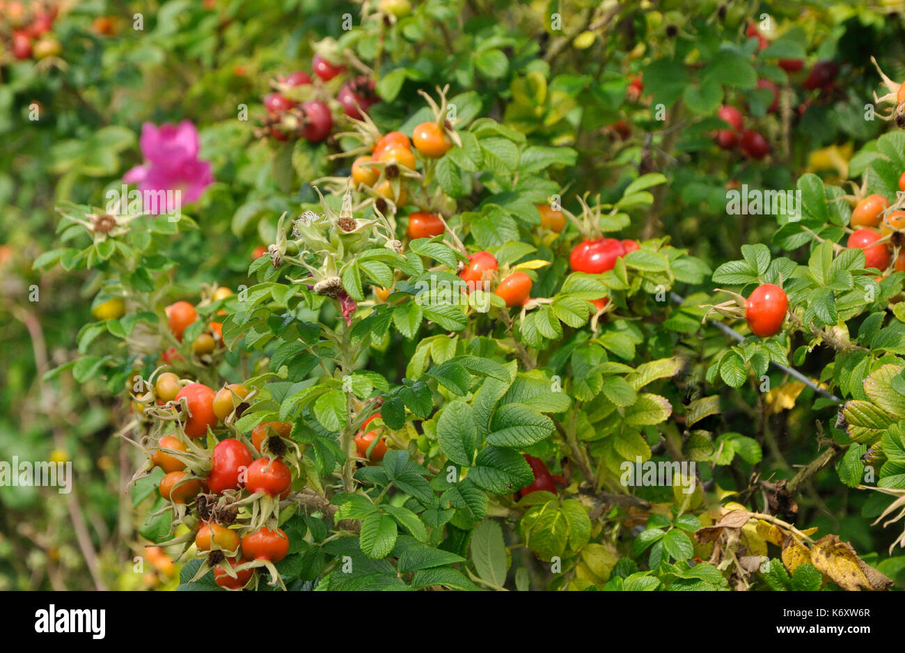 Ramanus rose hi-res stock photography and images - Alamy