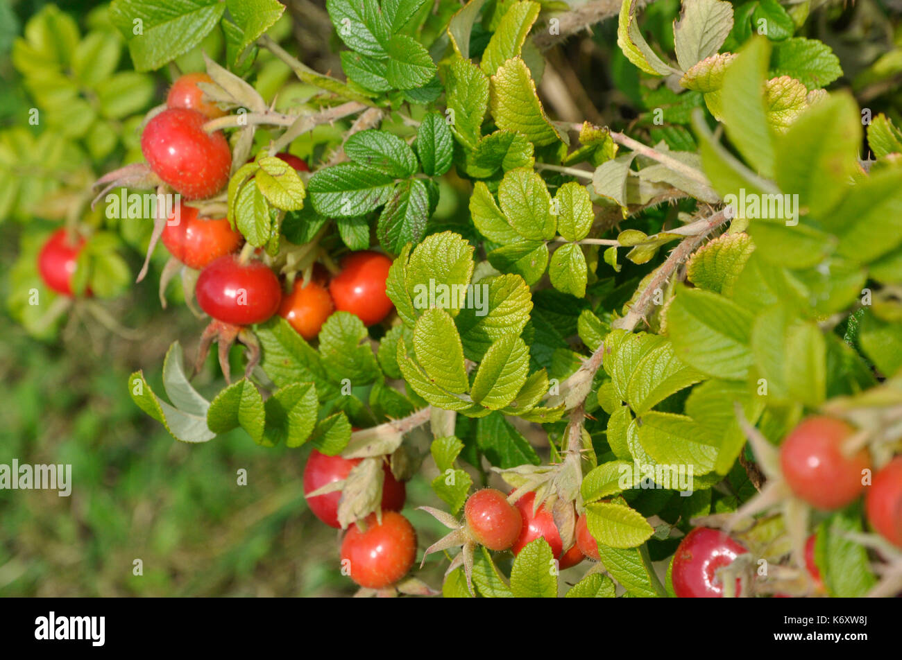 Ramanus rose hi-res stock photography and images - Alamy