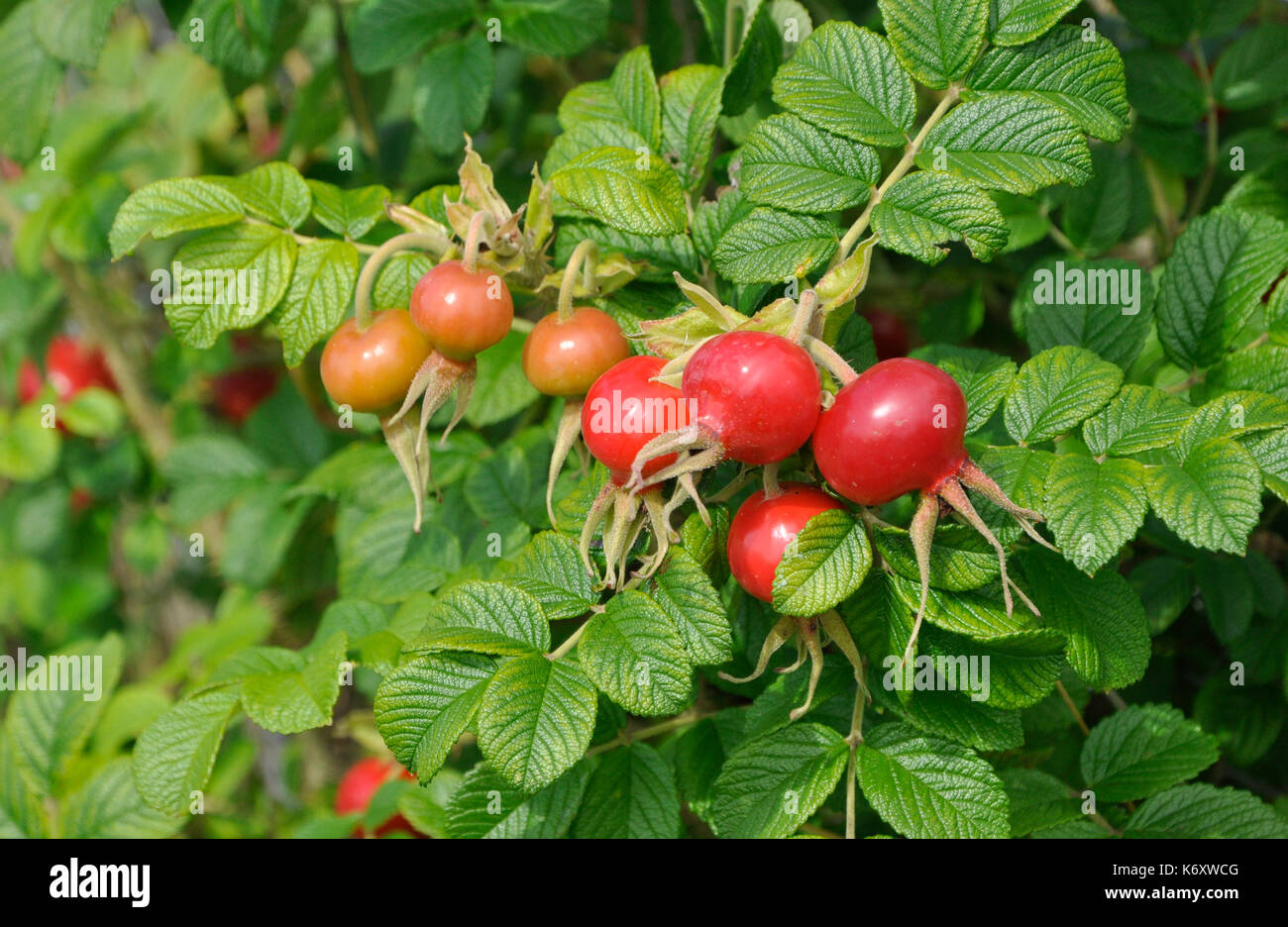 Ramanus rose hi-res stock photography and images - Alamy