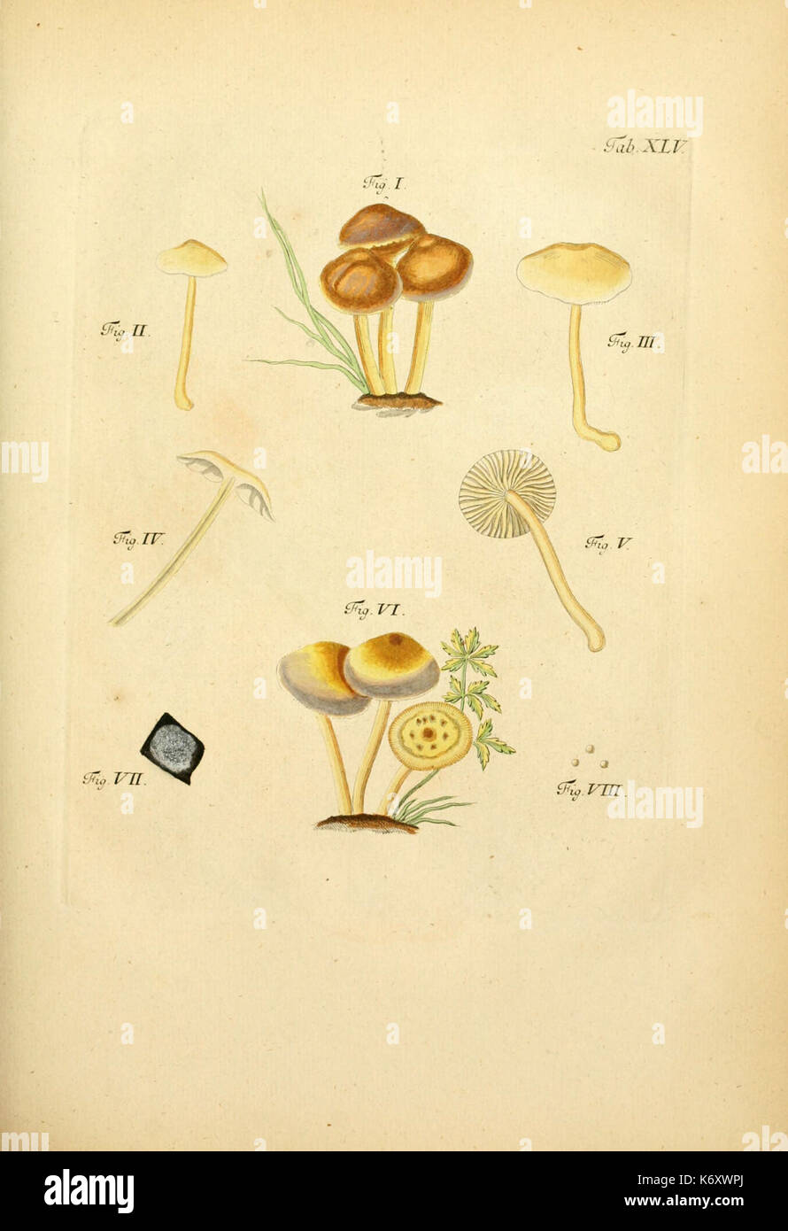 Fungorum qui in Bavaria et Palatinatu circa Ratisbonam nascuntur icones ...