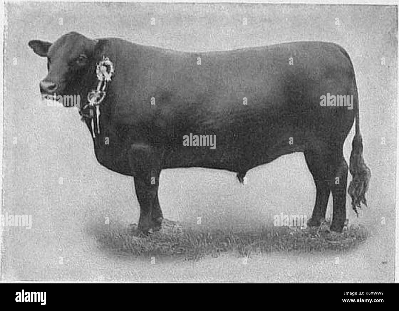 EB1911 Cattle ABERDEEN ANGUS BULL Stock Photo - Alamy