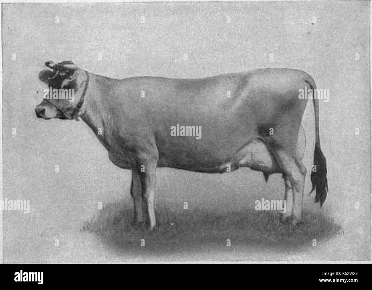 Studies cattle Black and White Stock Photos & Images - Alamy
