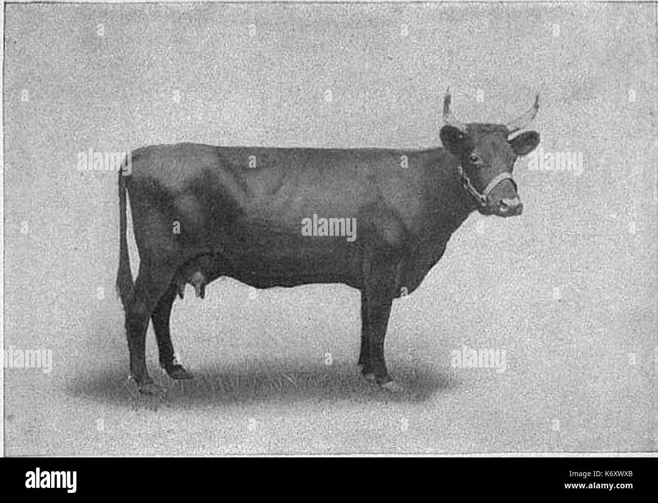 Kerry cow cattle breed Black and White Stock Photos & Images - Alamy