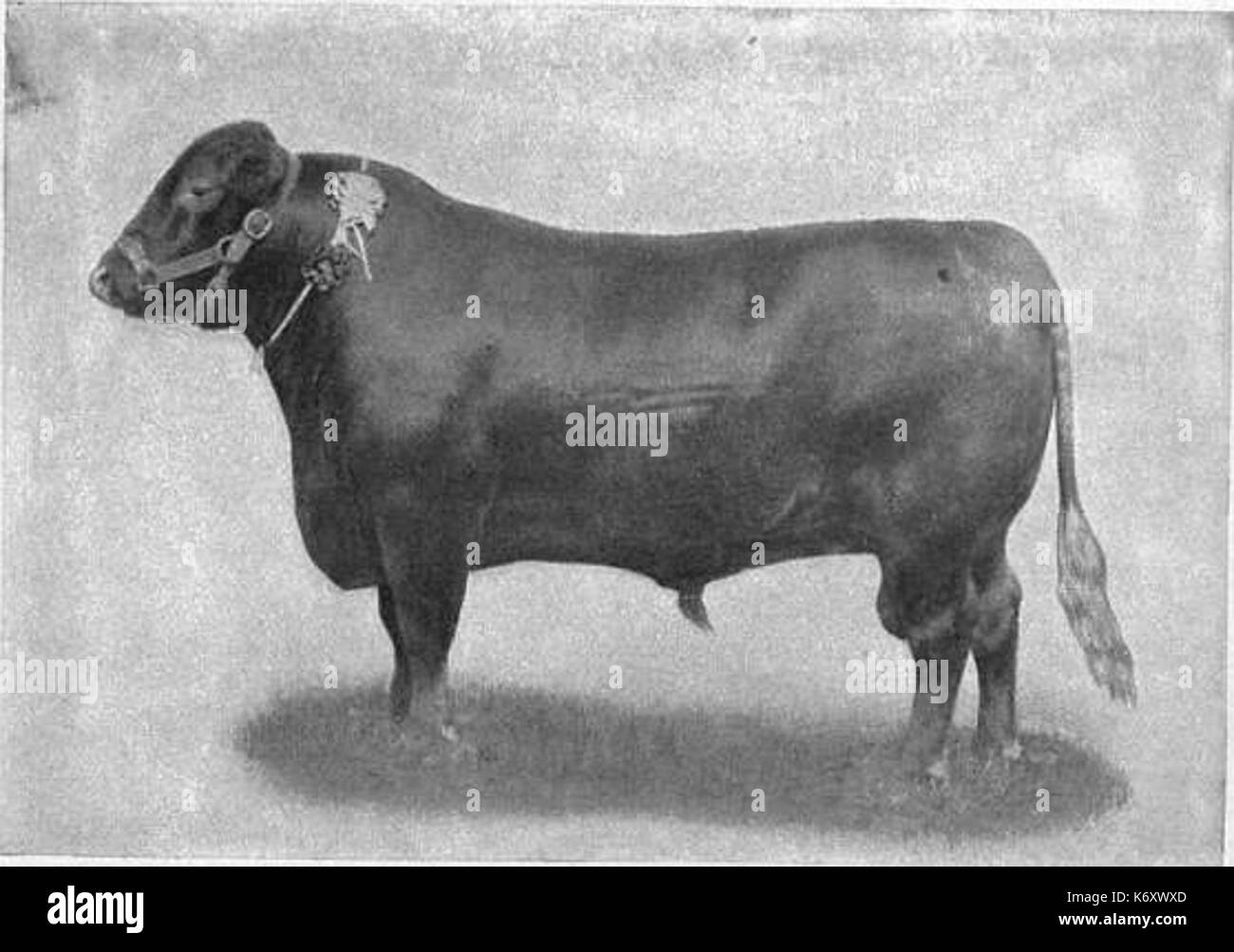 Red polled cattle hi-res stock photography and images - Alamy