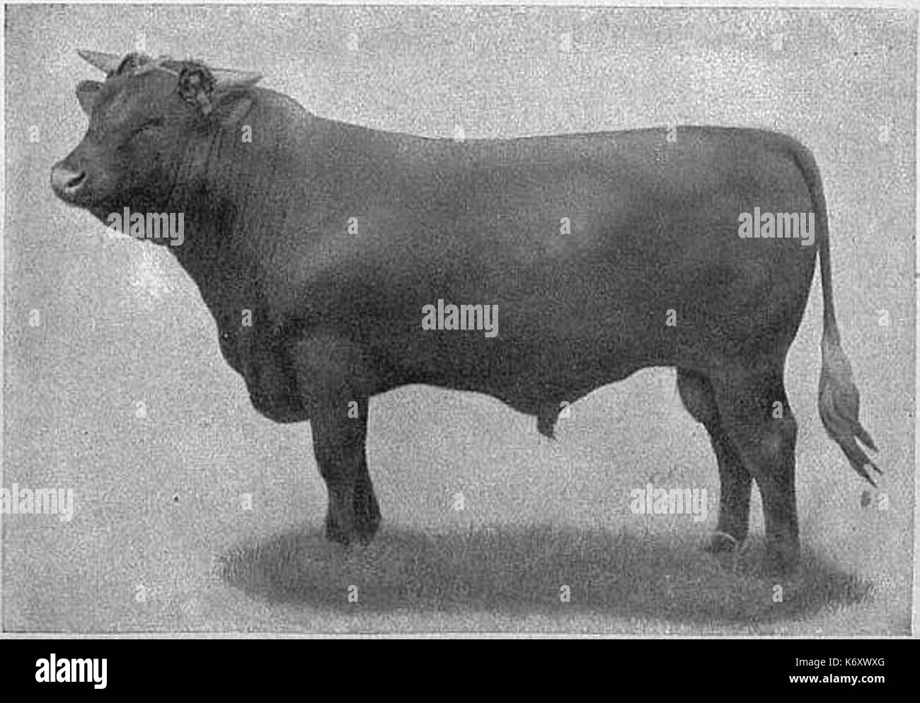 EB1911 Cattle SUSSEX BULL Stock Photo - Alamy