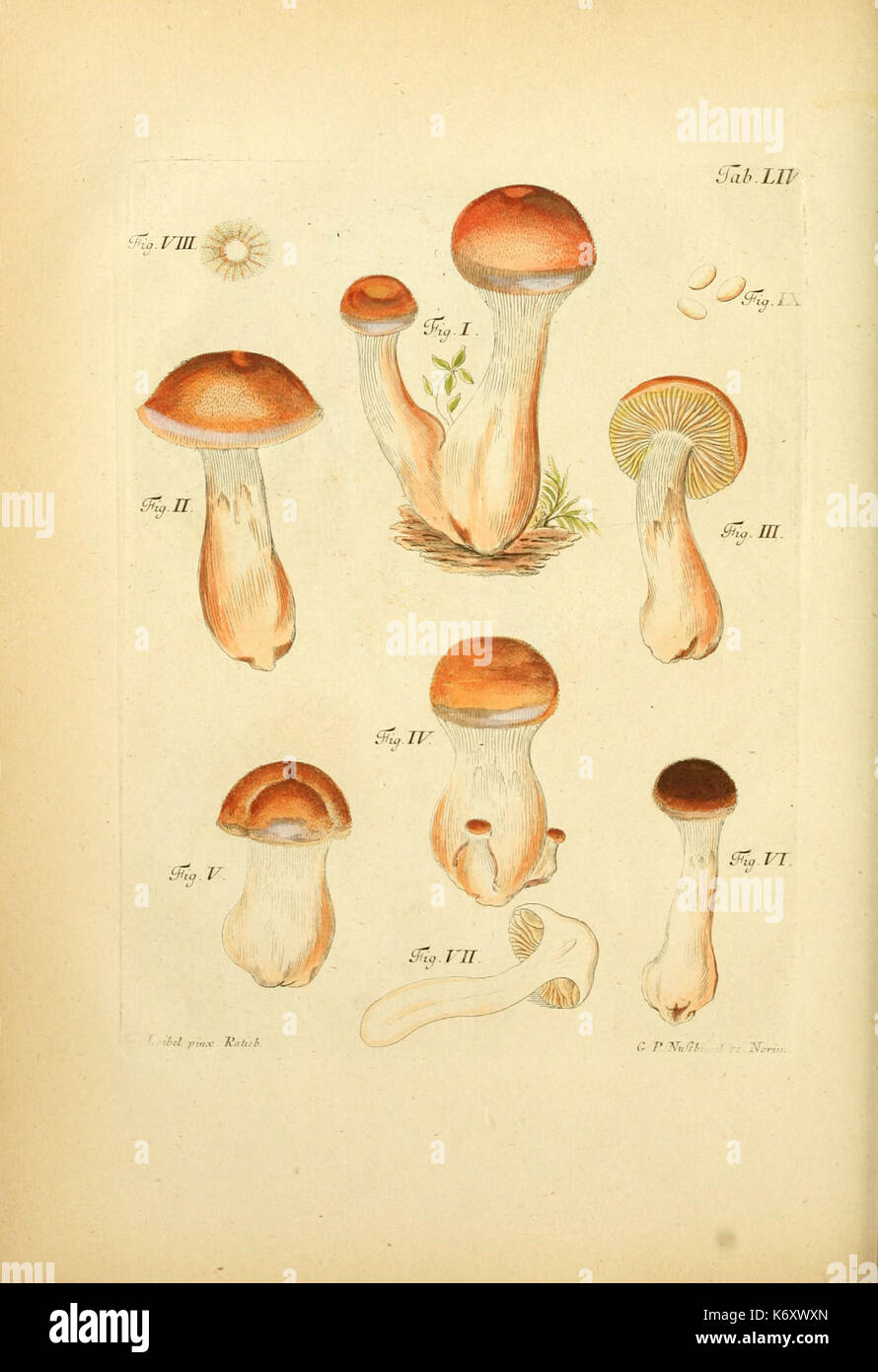 Fungorum qui in Bavaria et Palatinatu circa Ratisbonam nascuntur icones ...