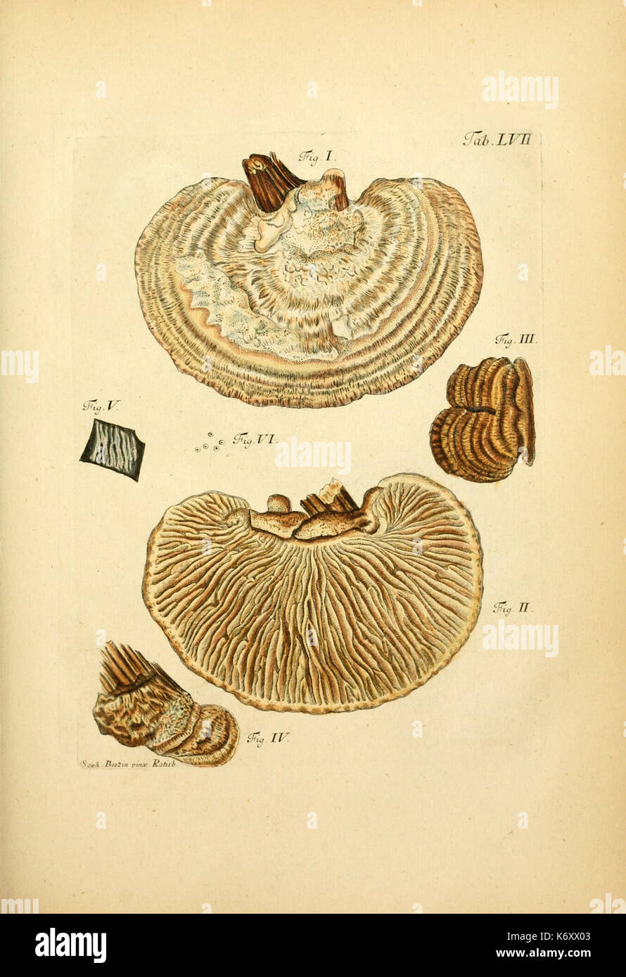 Fungorum qui in Bavaria et Palatinatu circa Ratisbonam nascuntur icones ...