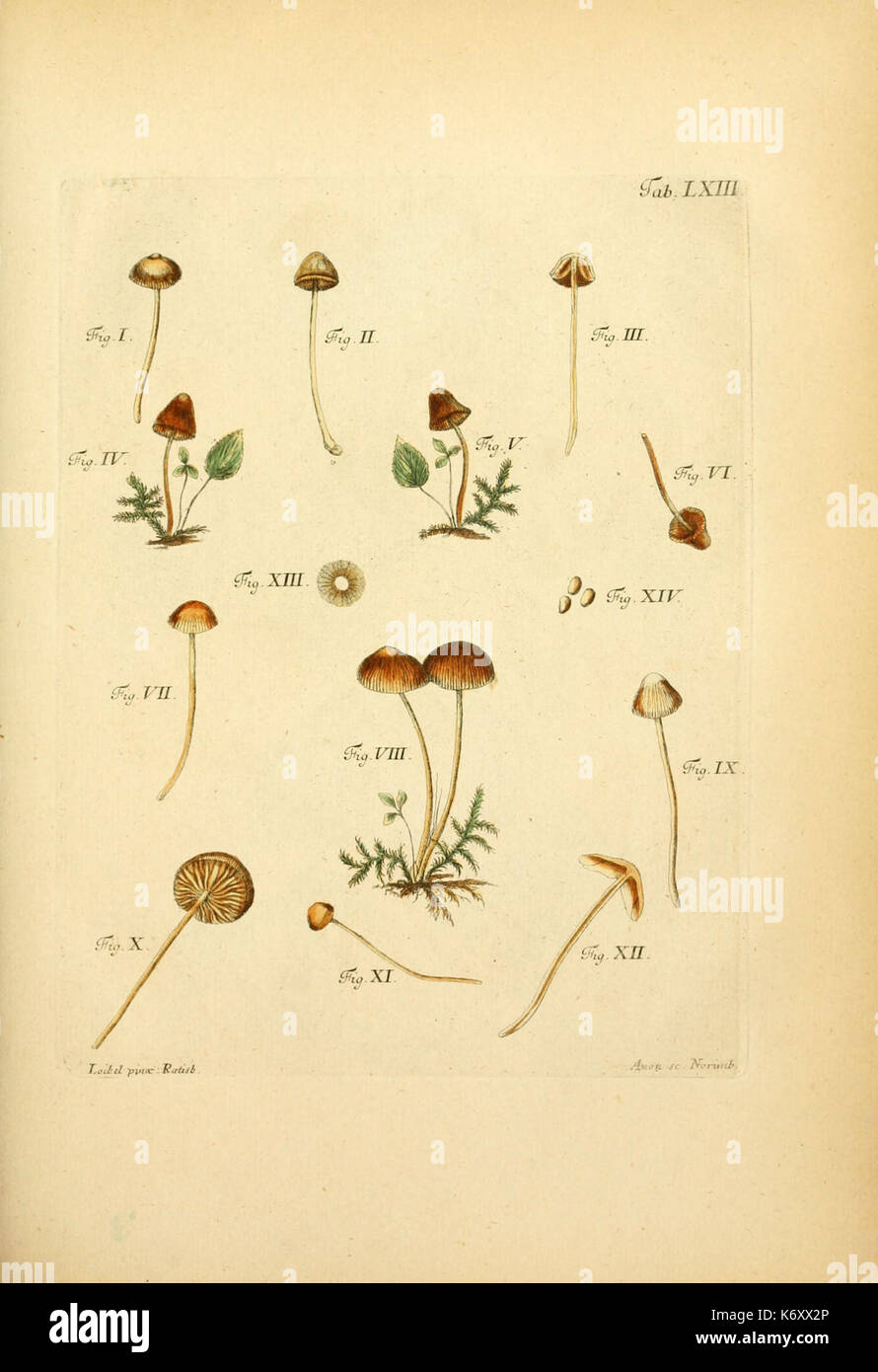 Fungorum qui in Bavaria et Palatinatu circa Ratisbonam nascuntur icones ...