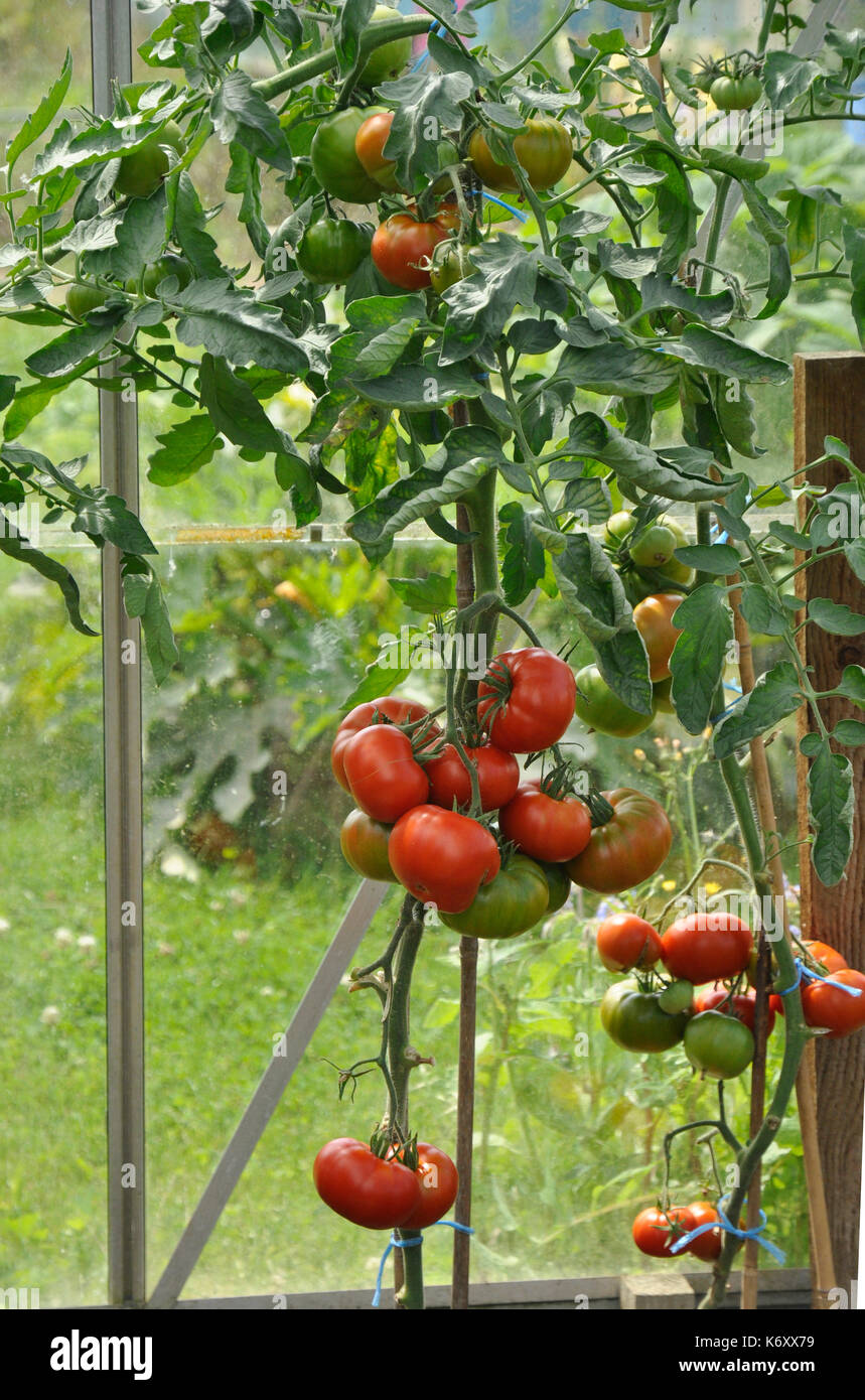 Staked Tomatoes High Resolution Stock Photography and Images - Alamy