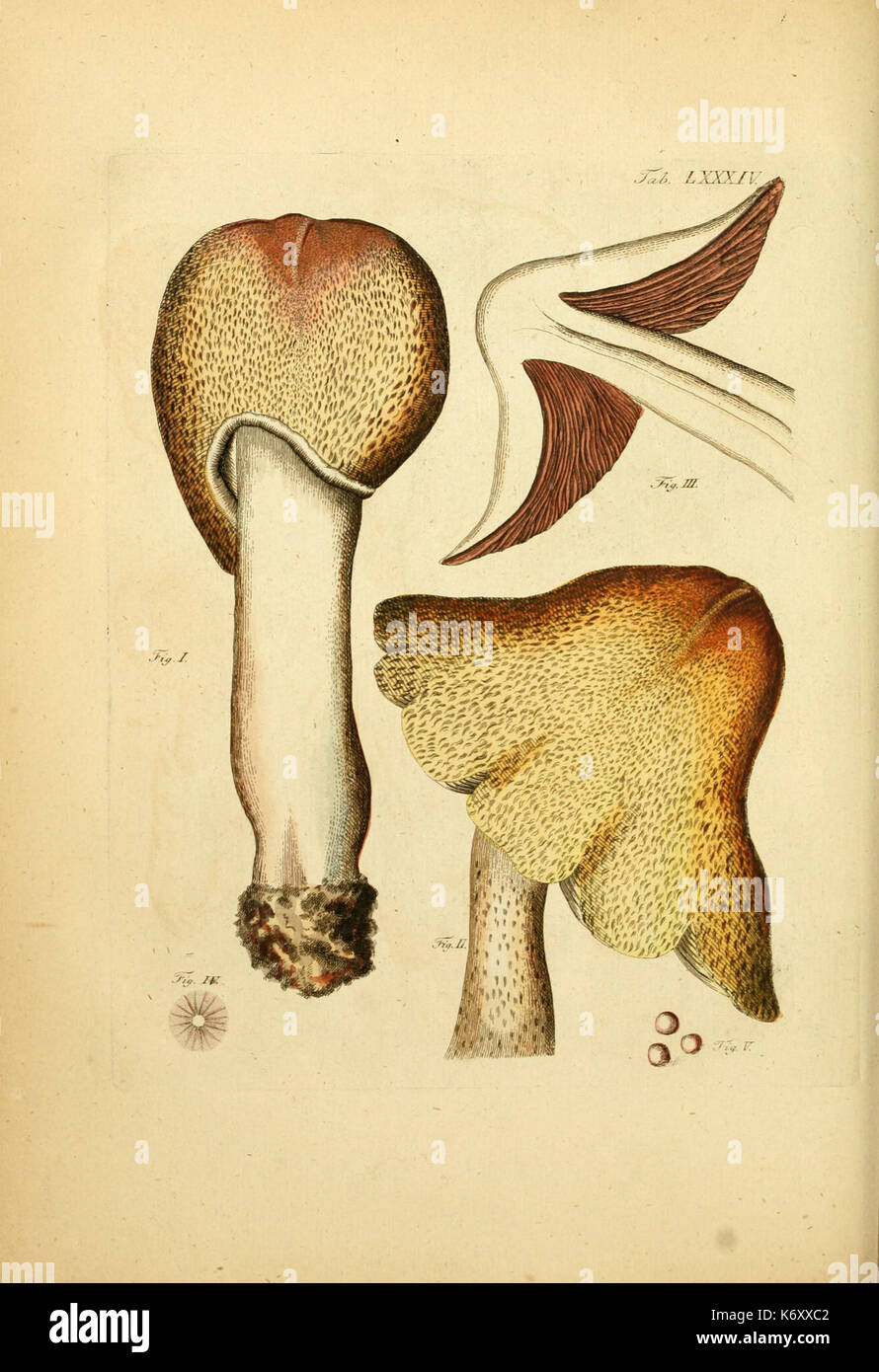 Fungorum qui in Bavaria et Palatinatu circa Ratisbonam nascuntur icones ...
