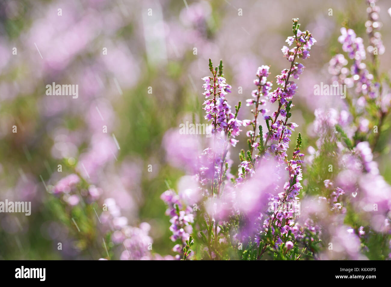 Heather blossom hi-res stock photography and images - Alamy