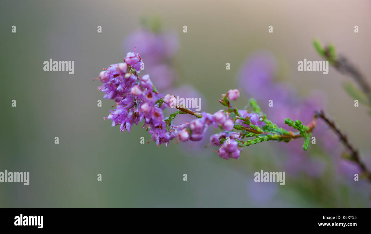 Heather blossom hi-res stock photography and images - Alamy