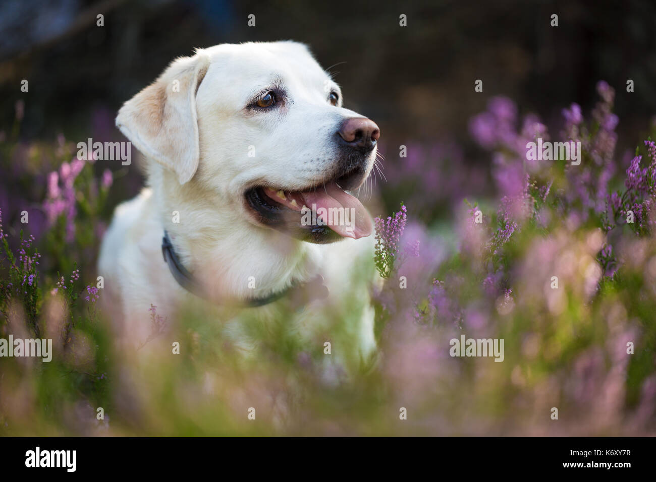 Labrador In Flowers High Resolution Stock Photography and Images - Alamy