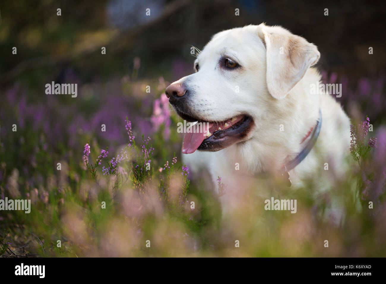 Female labrador retriever hi-res stock photography and images - Alamy