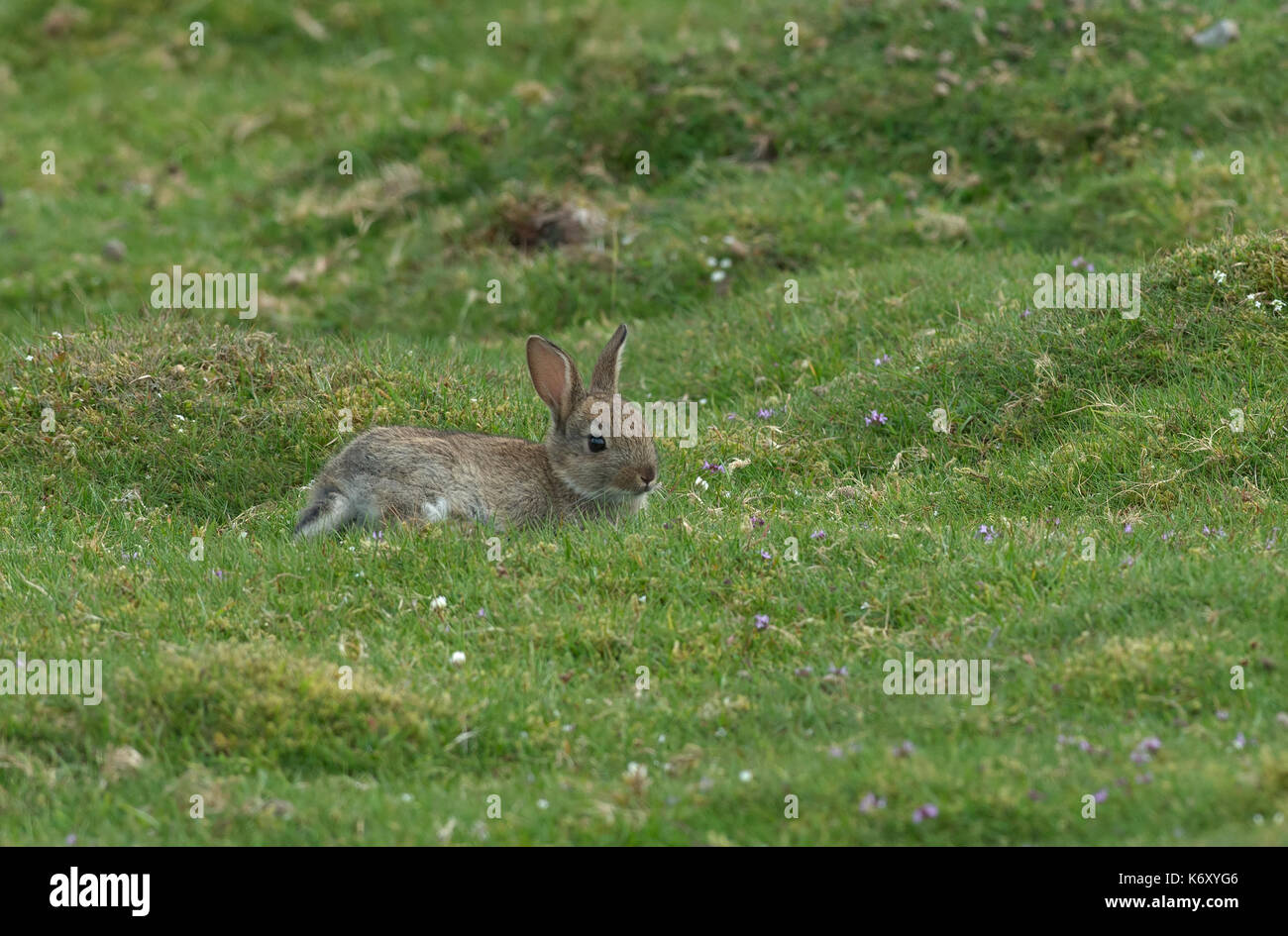 European rabbit baby hi-res stock photography and images - Alamy