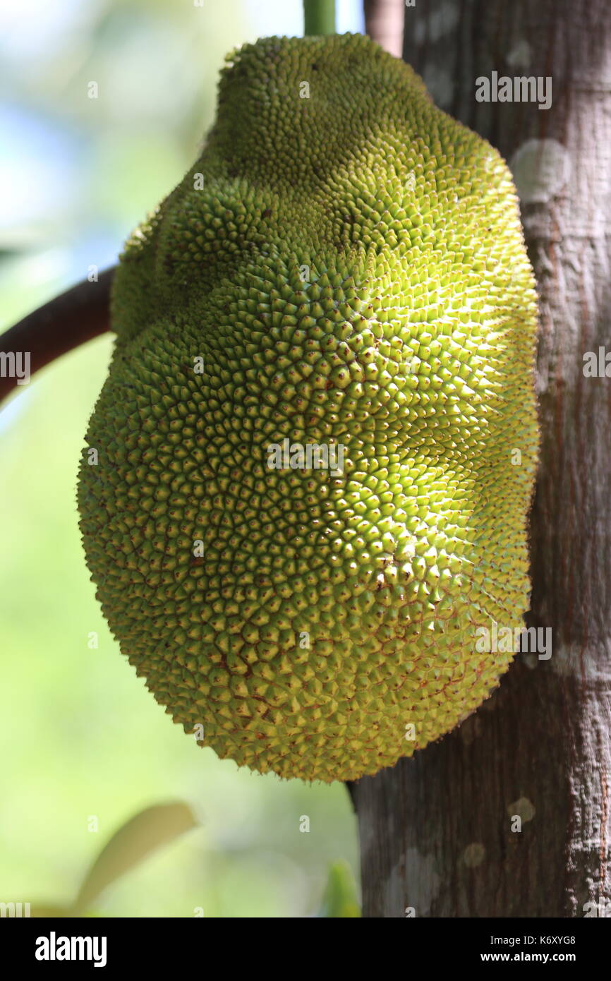 Jack fruit tree sri lanka hi-res stock photography and images - Alamy